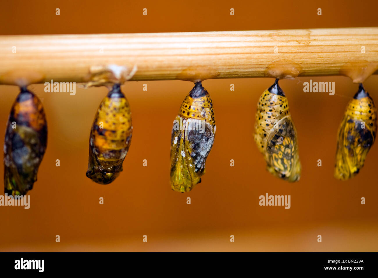 Butterfly Pupa Hatch High Resolution Stock Photography and Images - Alamy