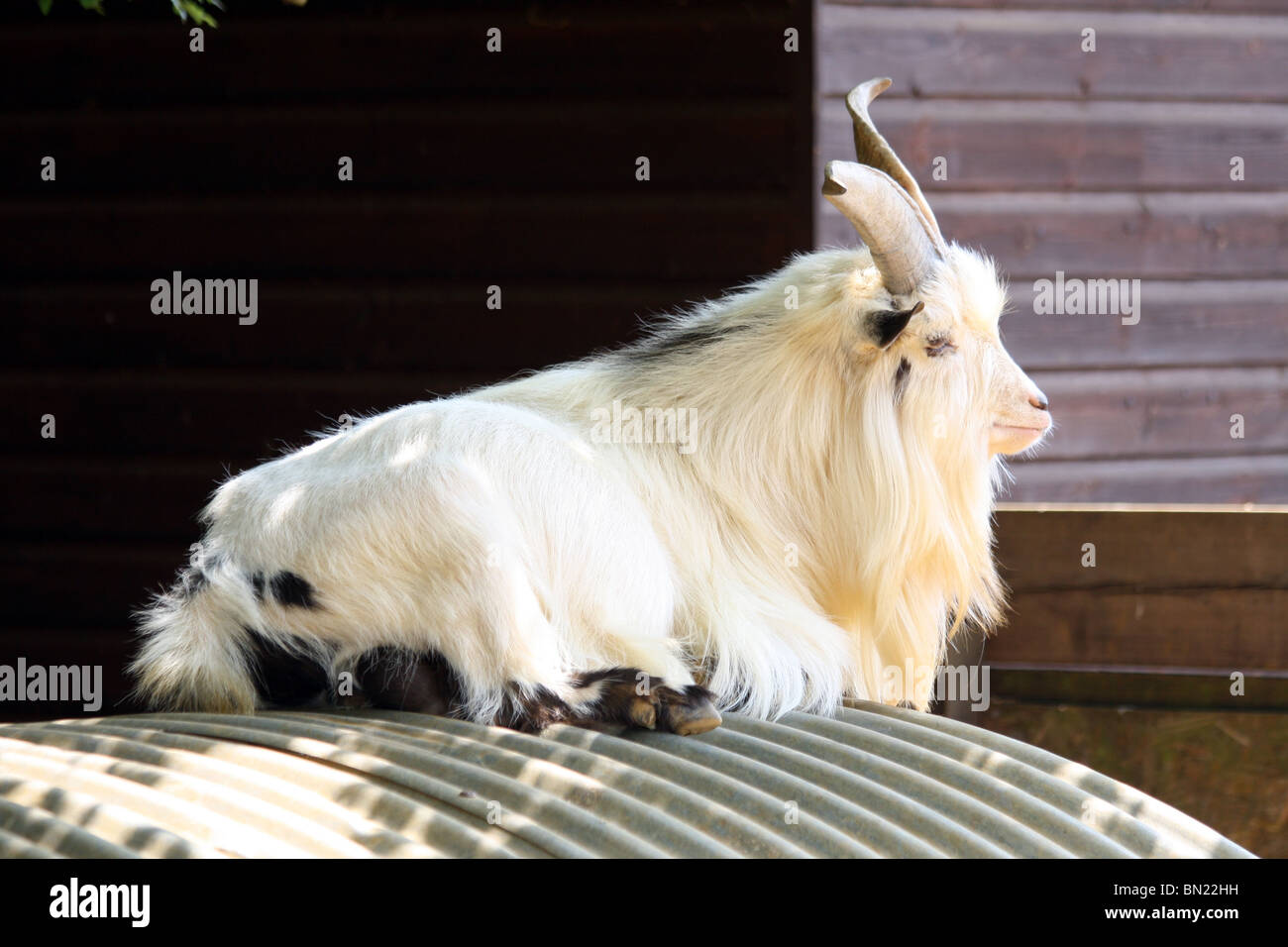 White African Pygmy Goat Stock Photo - Alamy