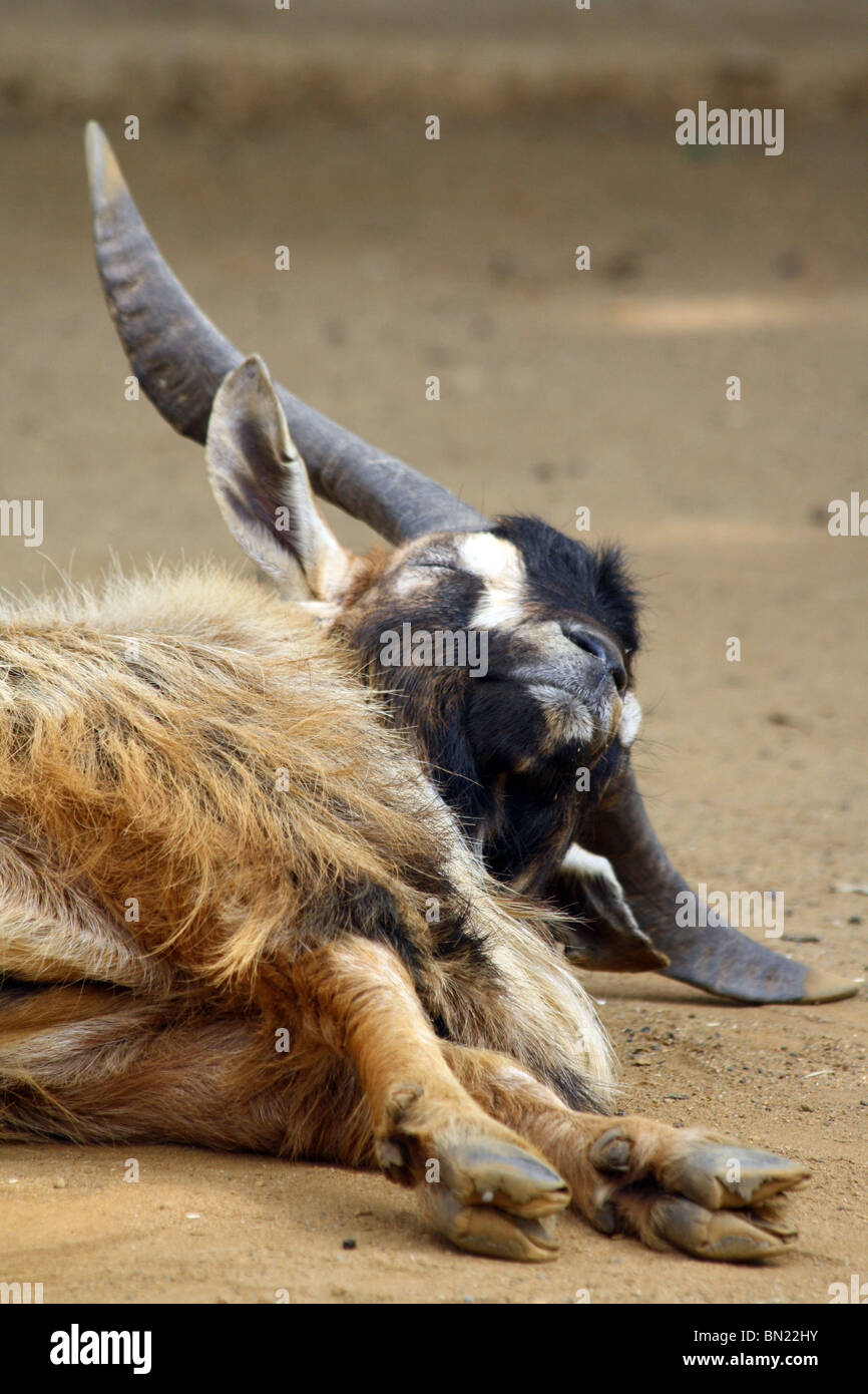 Long horned goat sleeping in the shade Stock Photo - Alamy