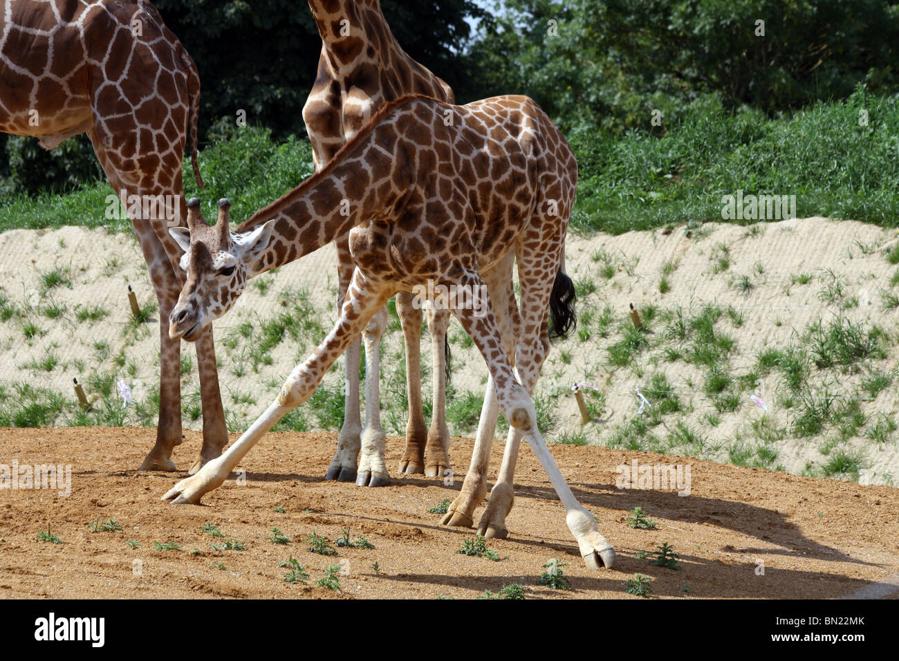 Giraffe bending over Stock Photo - Alamy