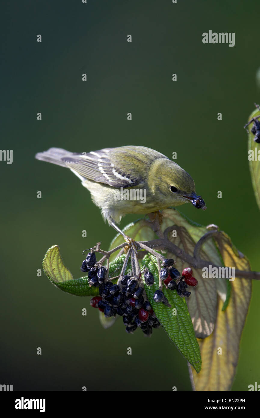 Female Blackpoll High Resolution Stock Photography and Images - Alamy