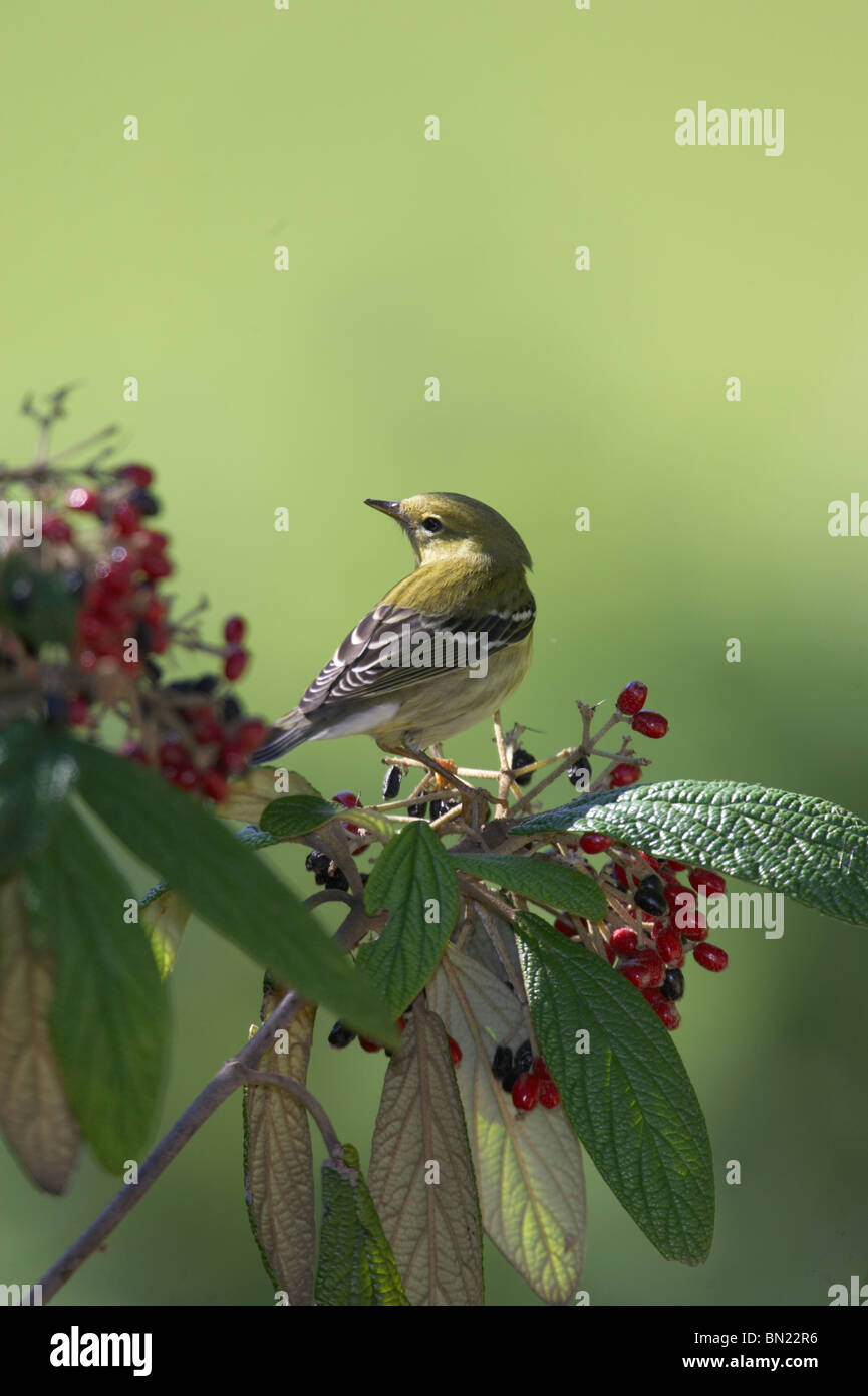 Female blackpoll hi-res stock photography and images - Alamy