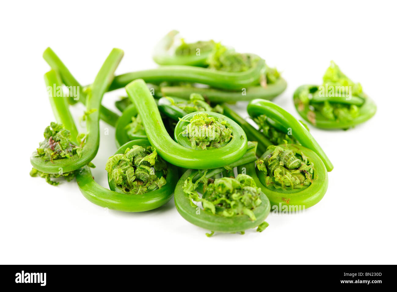 Fiddlehead ferns hi-res stock photography and images - Alamy