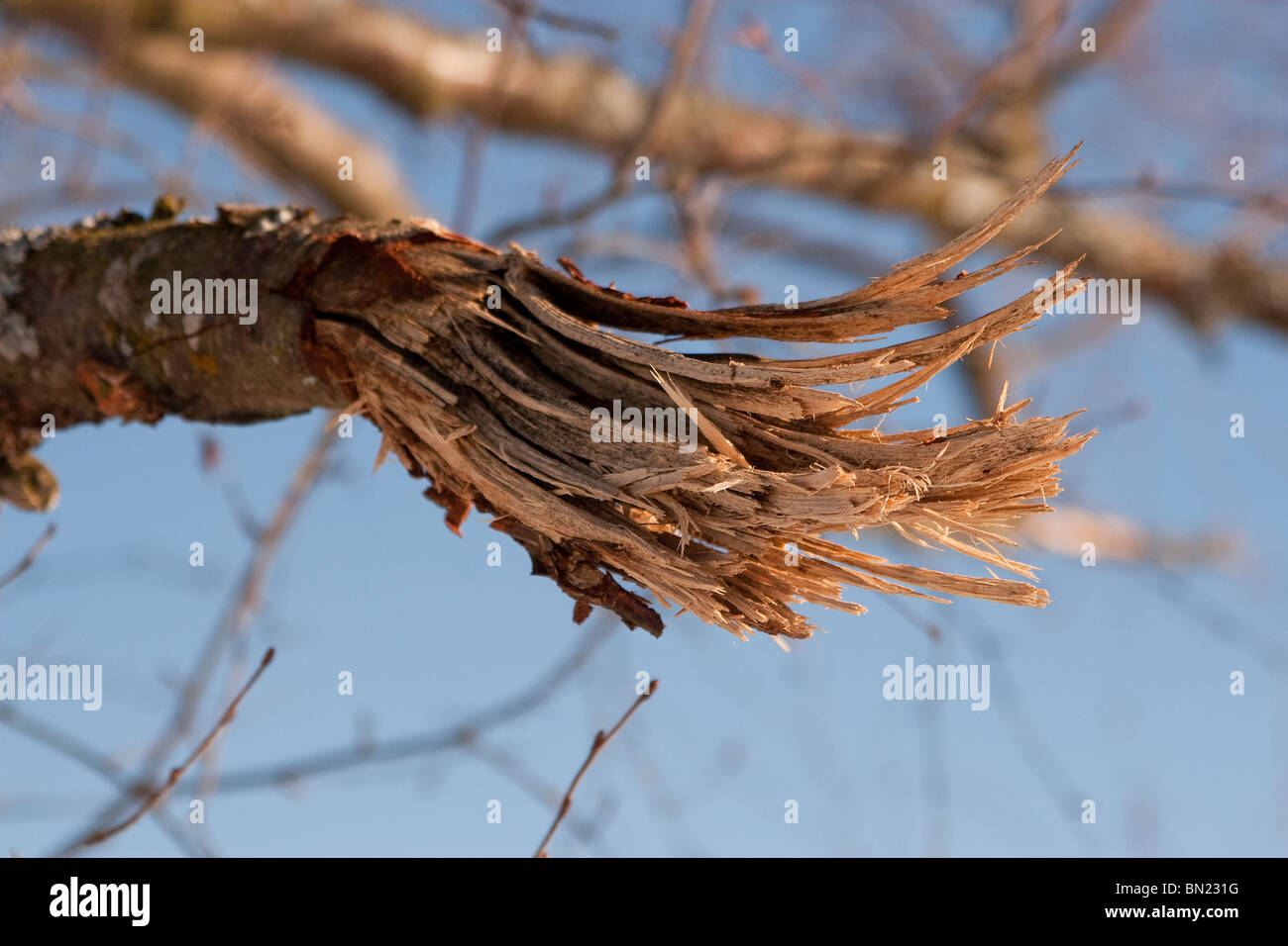 a broken branch Stock Photo - Alamy