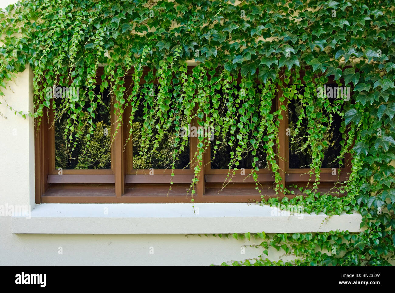Window covered by ivy Stock Photo - Alamy