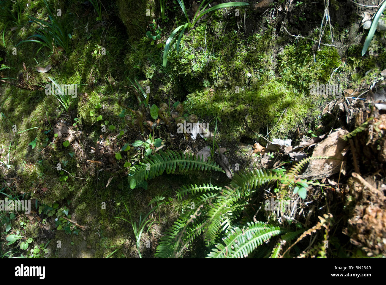 Plants - ferns and moss - growing out of rocks Cornwall UK Stock Photo ...