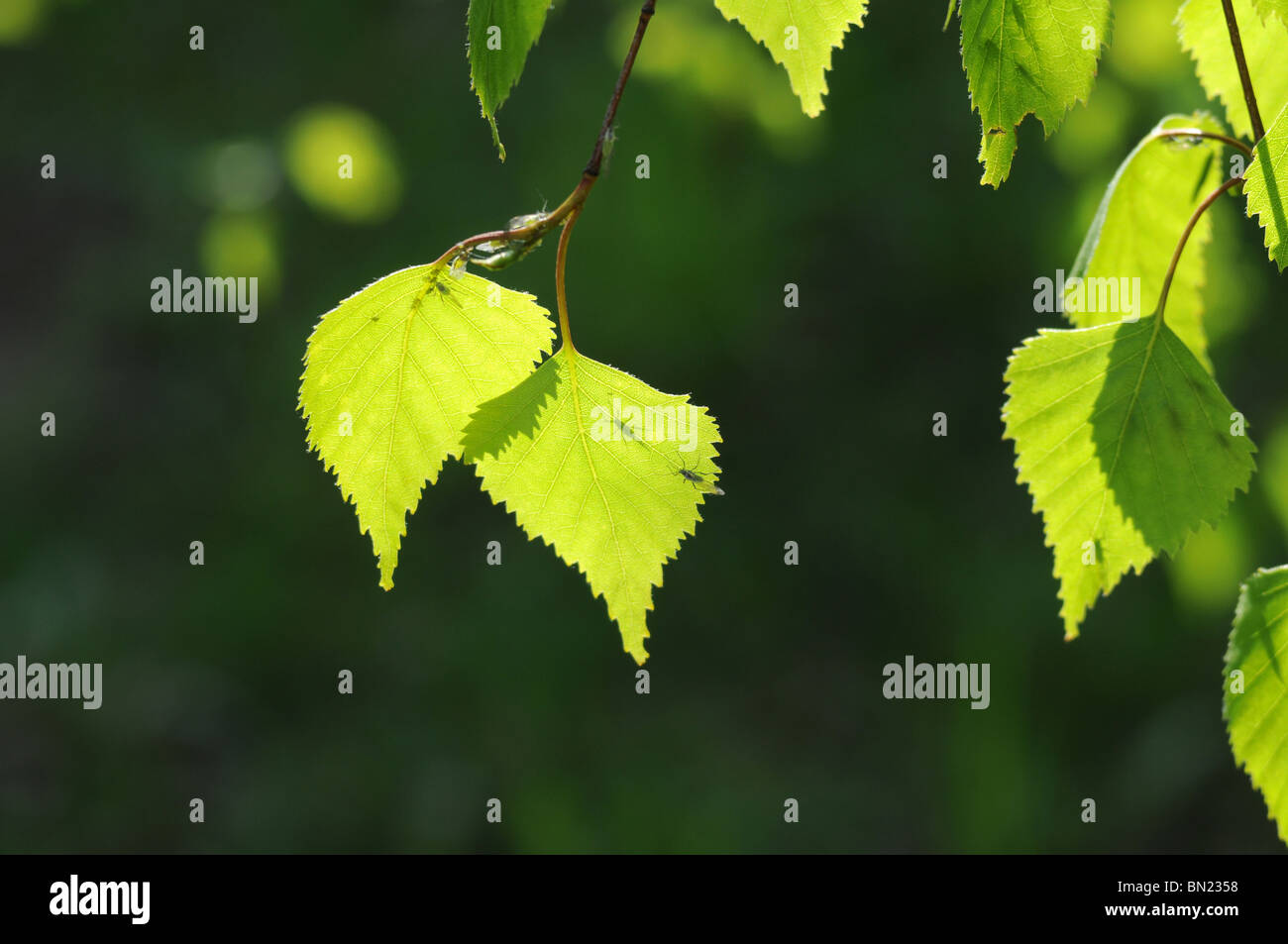 Birch tree leaves with insects shadows Stock Photo - Alamy