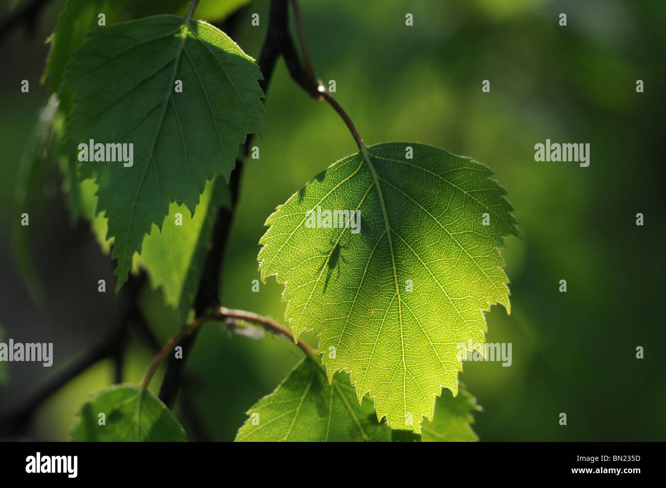 Birch tree leaves with insects shadows Stock Photo - Alamy