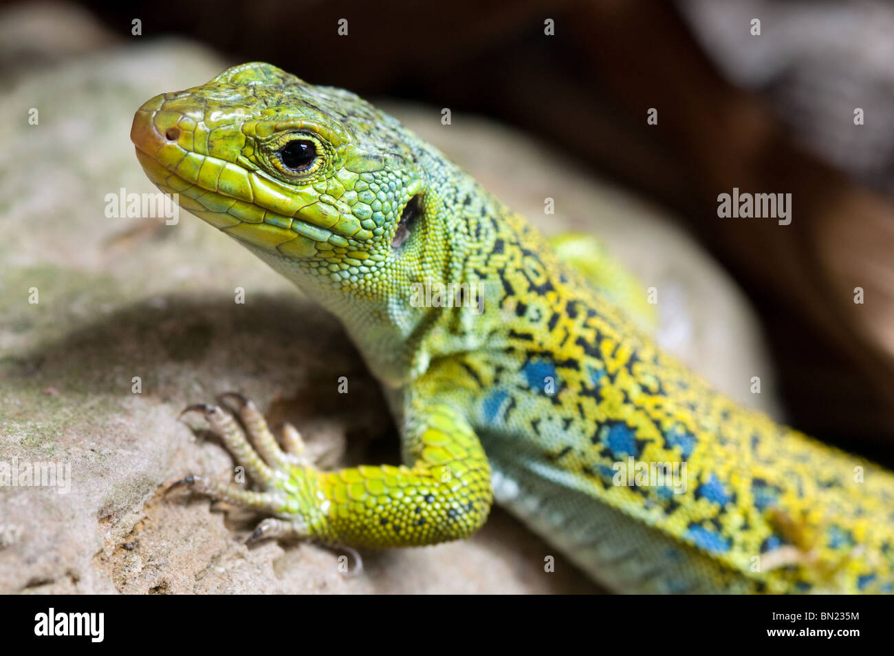 Lizard spain hi-res stock photography and images - Alamy