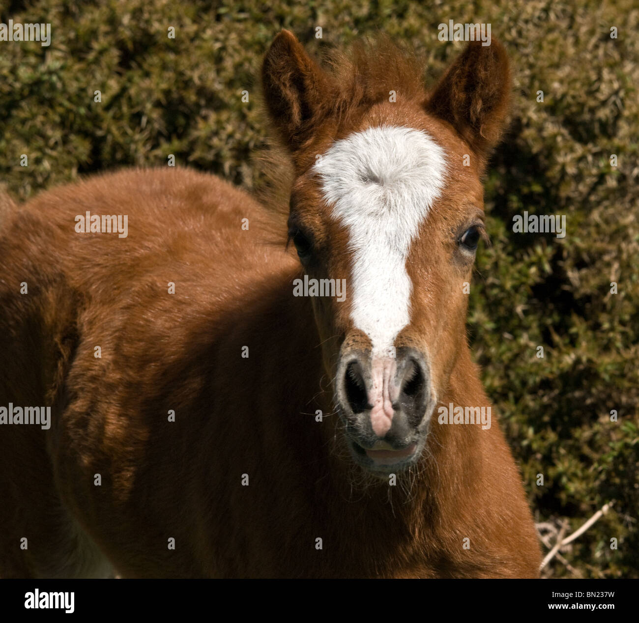 Dartmoor pony foal sniffing the air for scent Stock Photo - Alamy