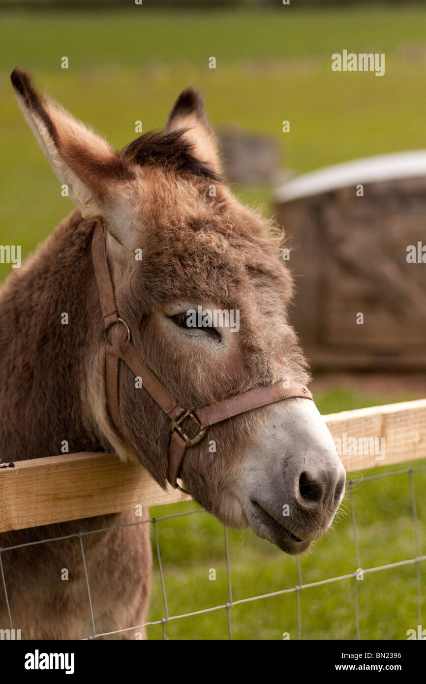 Donkey resting its head on a fence outside Stock Photo - Alamy