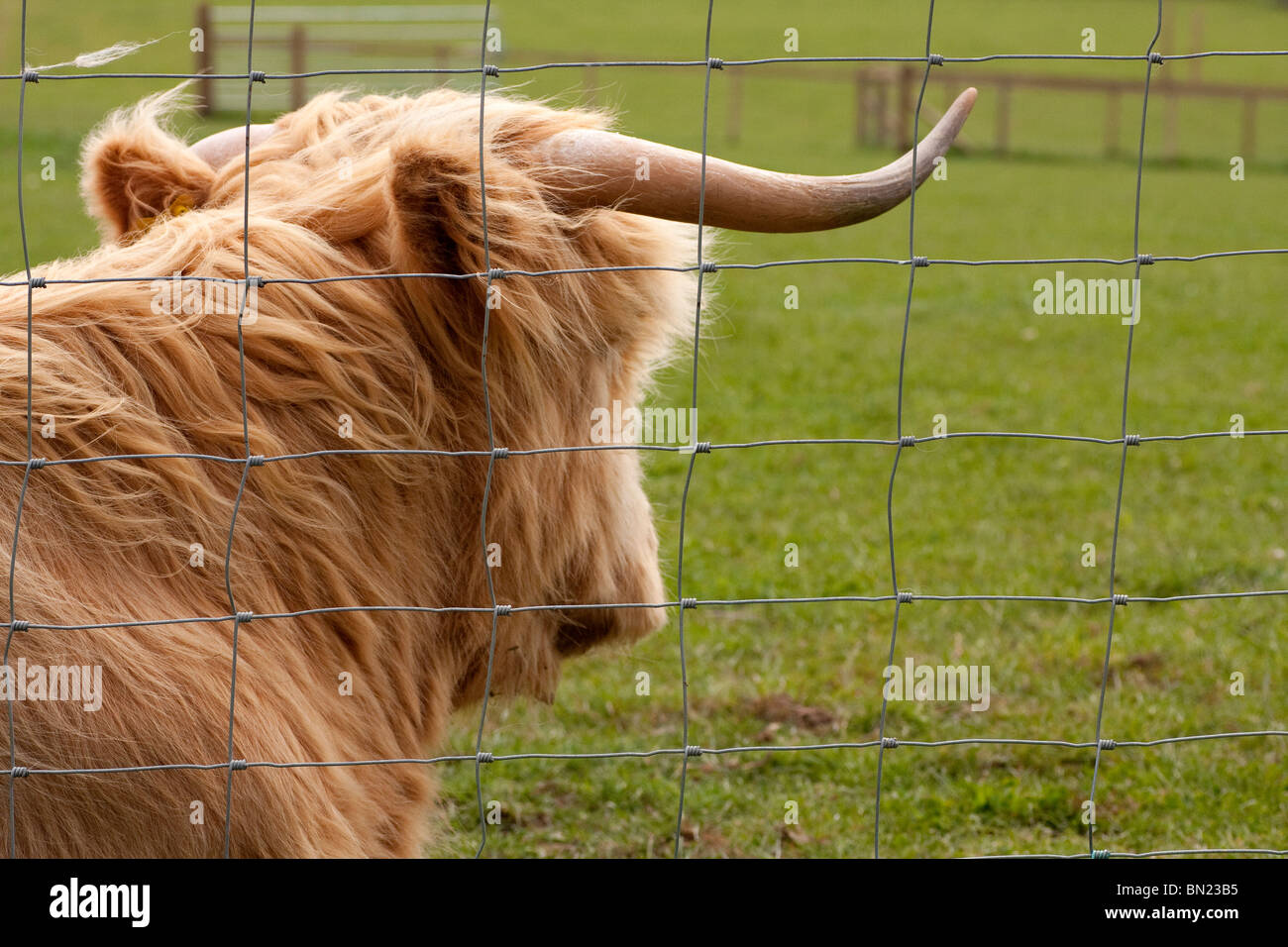 Highland cow windy hi-res stock photography and images - Alamy