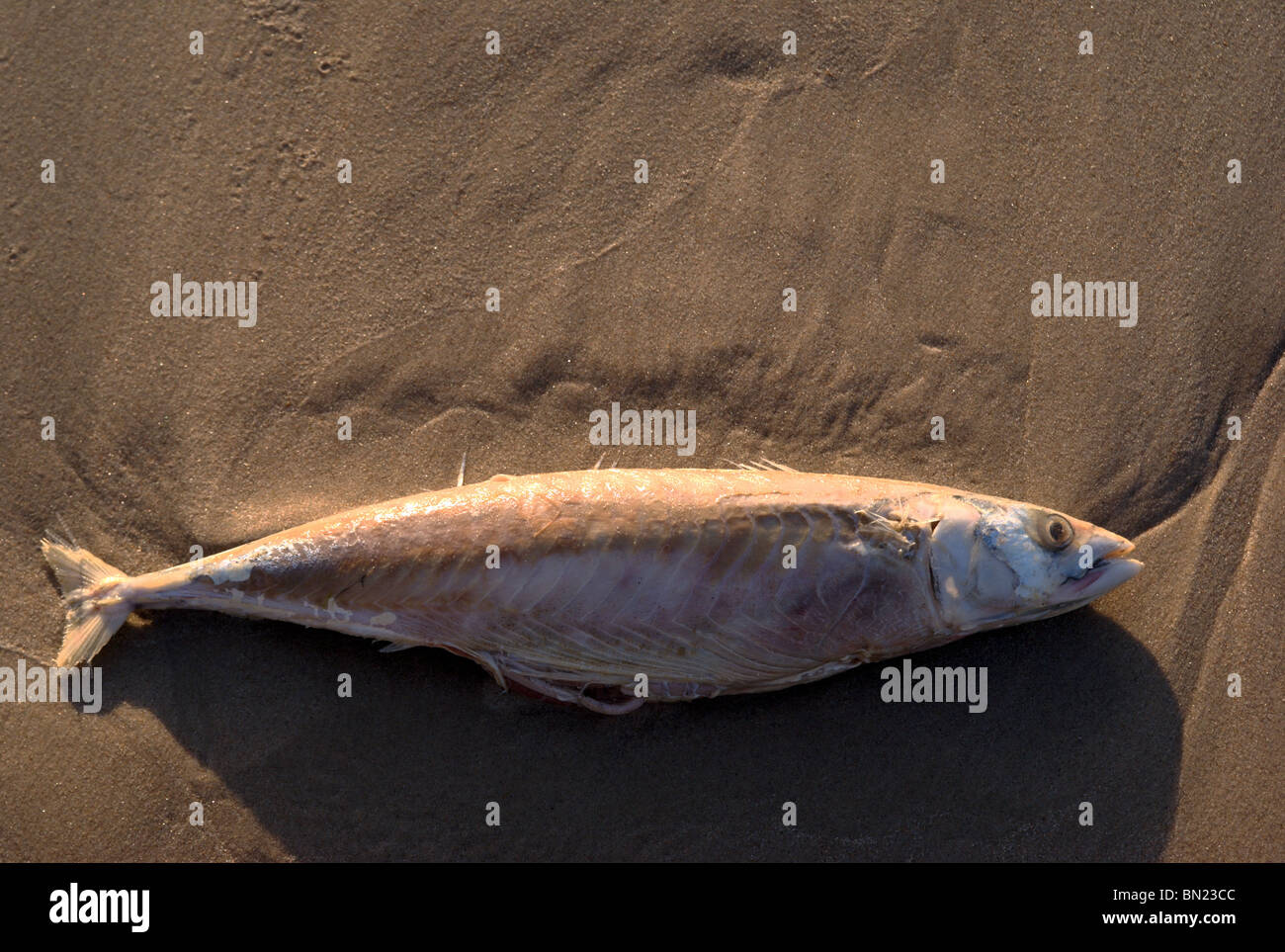 Environment fishery hi-res stock photography and images - Alamy