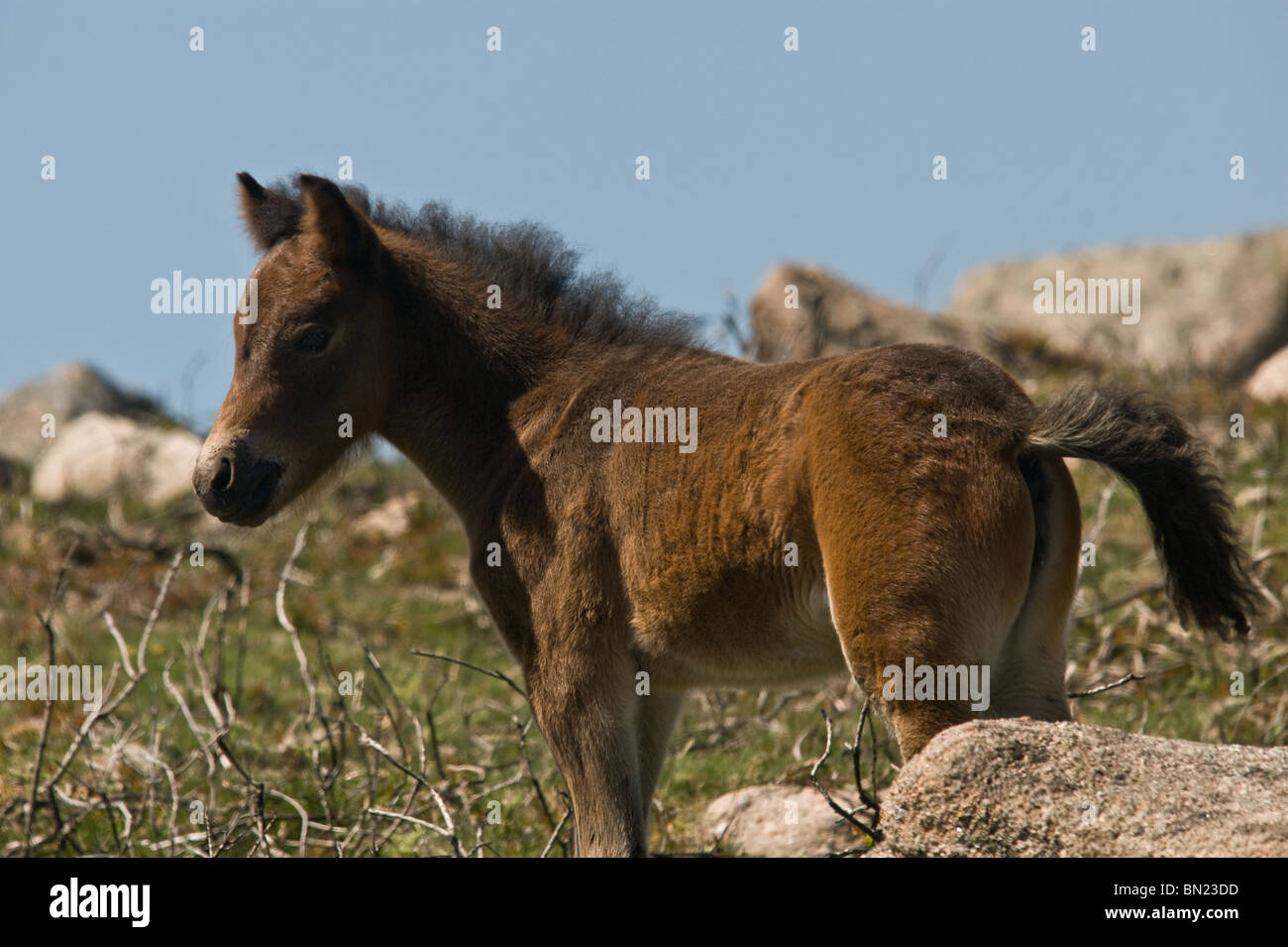 Stumpy fuzzy tail hi-res stock photography and images - Alamy