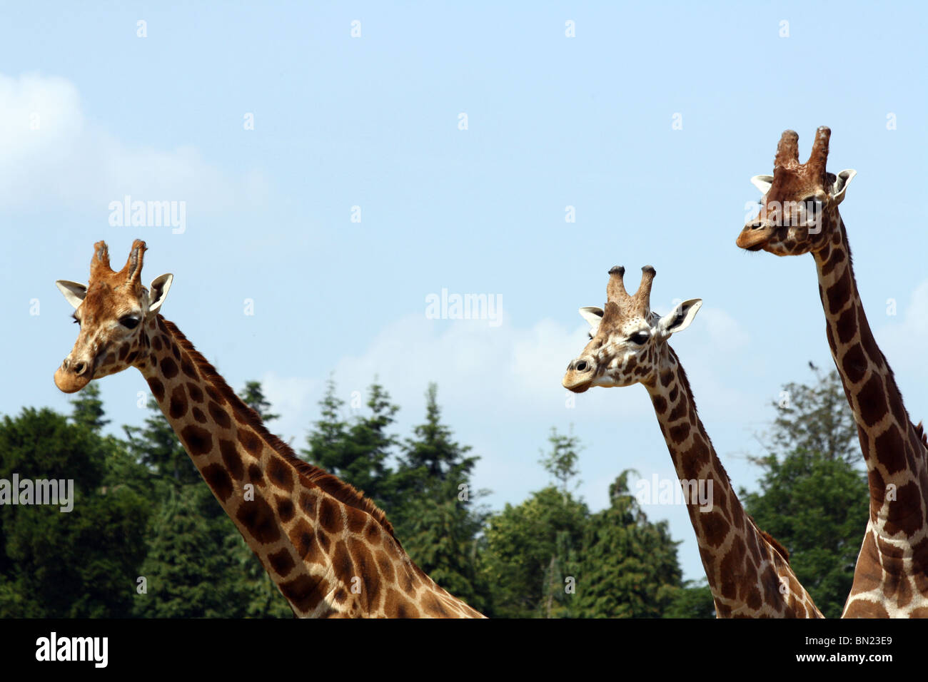 Three giraffes walk trees hi-res stock photography and images - Alamy