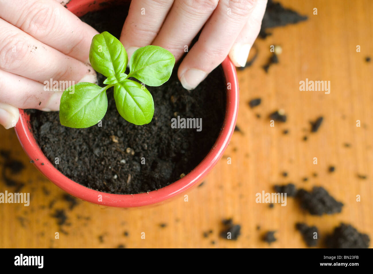 Person's hands packing the dirt around the base of a new seedling plant ...