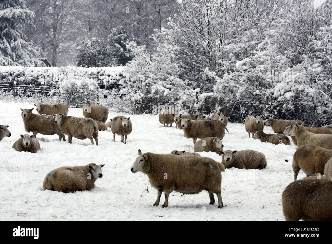 Sheep muddy field hi-res stock photography and images - Alamy