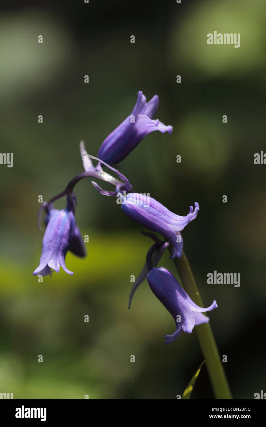 Bluebell shoots hi-res stock photography and images - Alamy