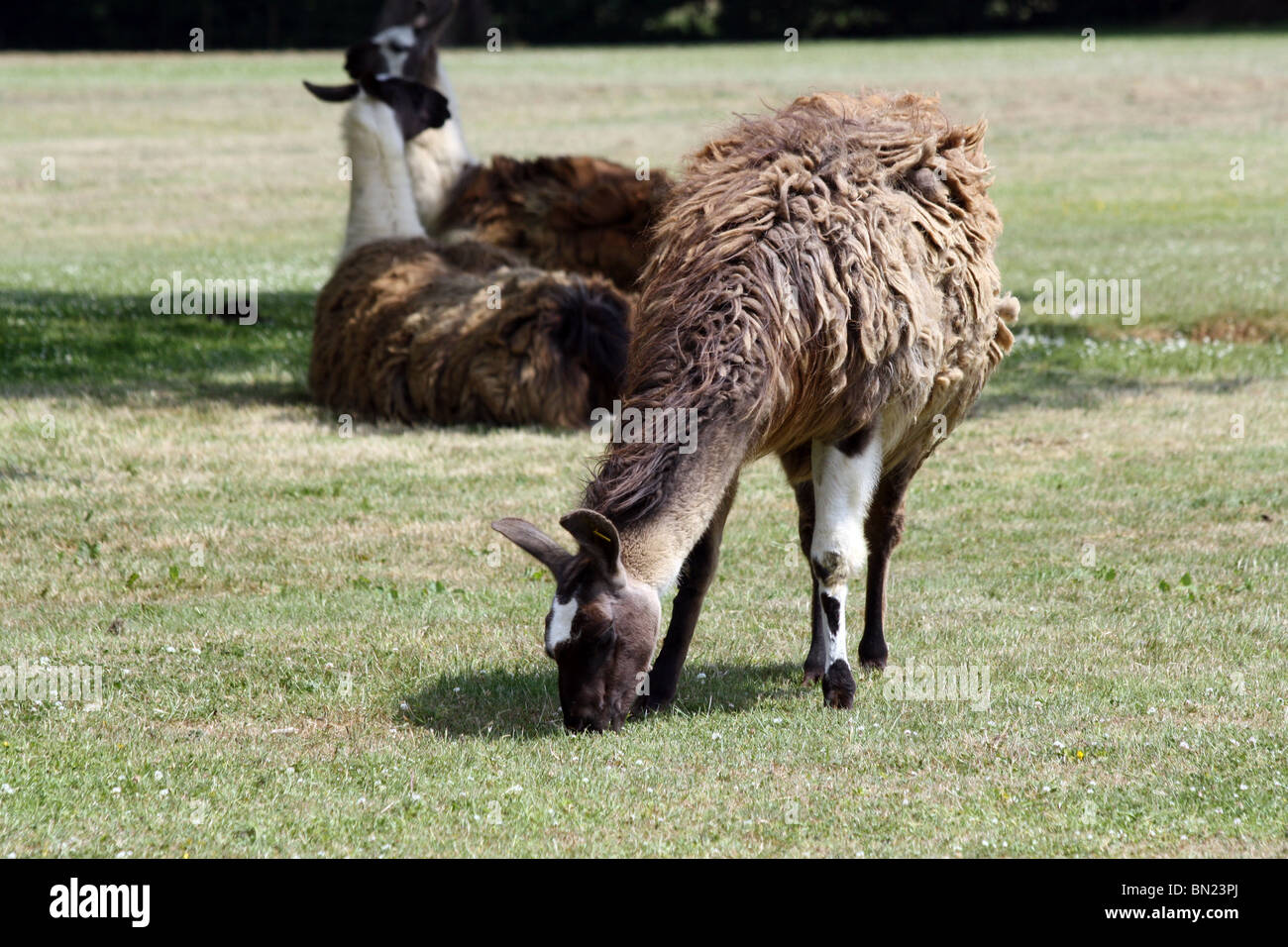 Llama in field countryside hi-res stock photography and images - Alamy