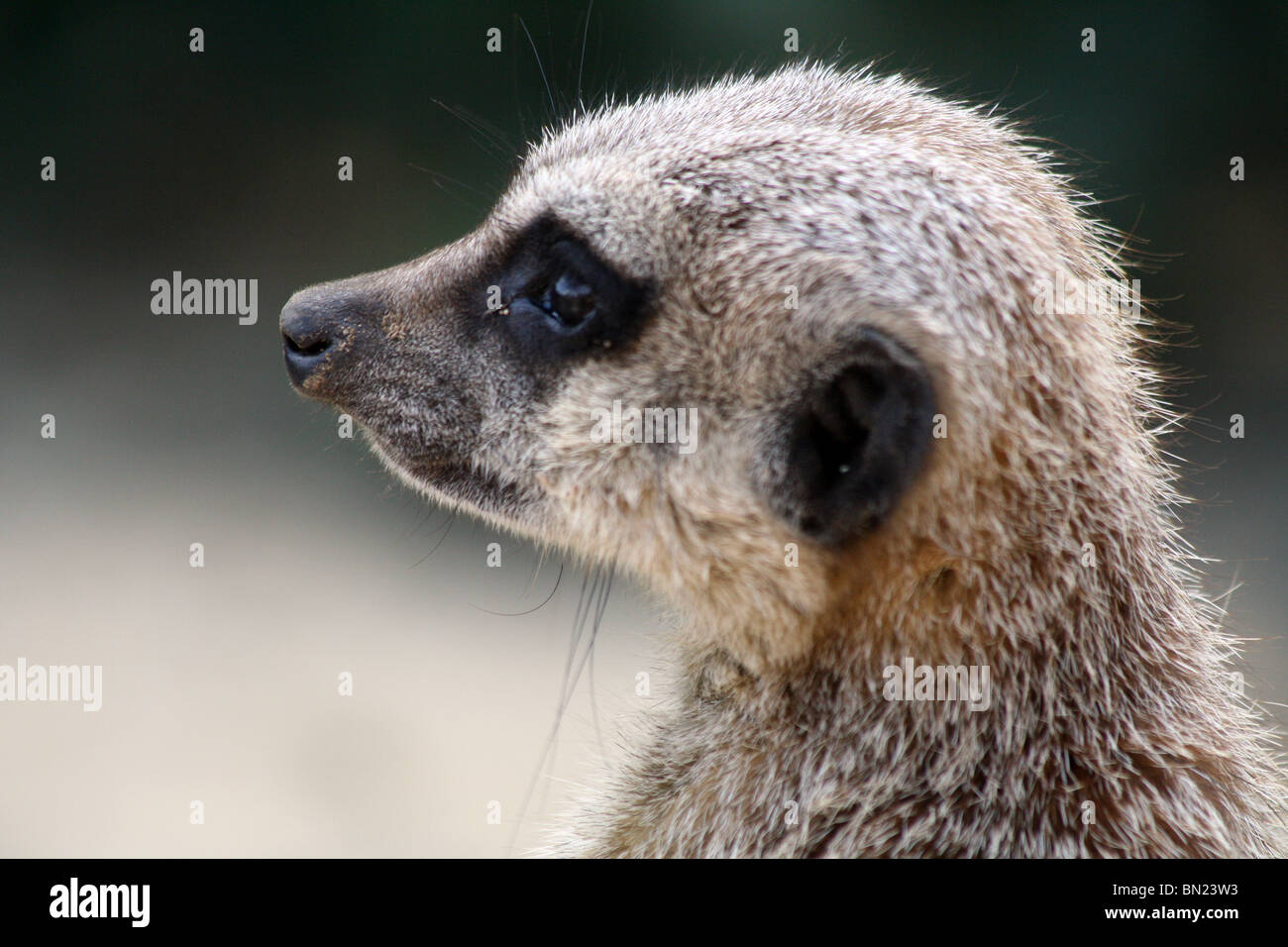 Meerkat side profile hi-res stock photography and images - Alamy Meerkat side profile hi-res stock photography and images - Alamy