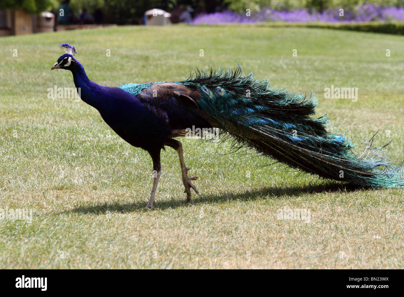 Peacock walking through garden Stock Photo - Alamy
