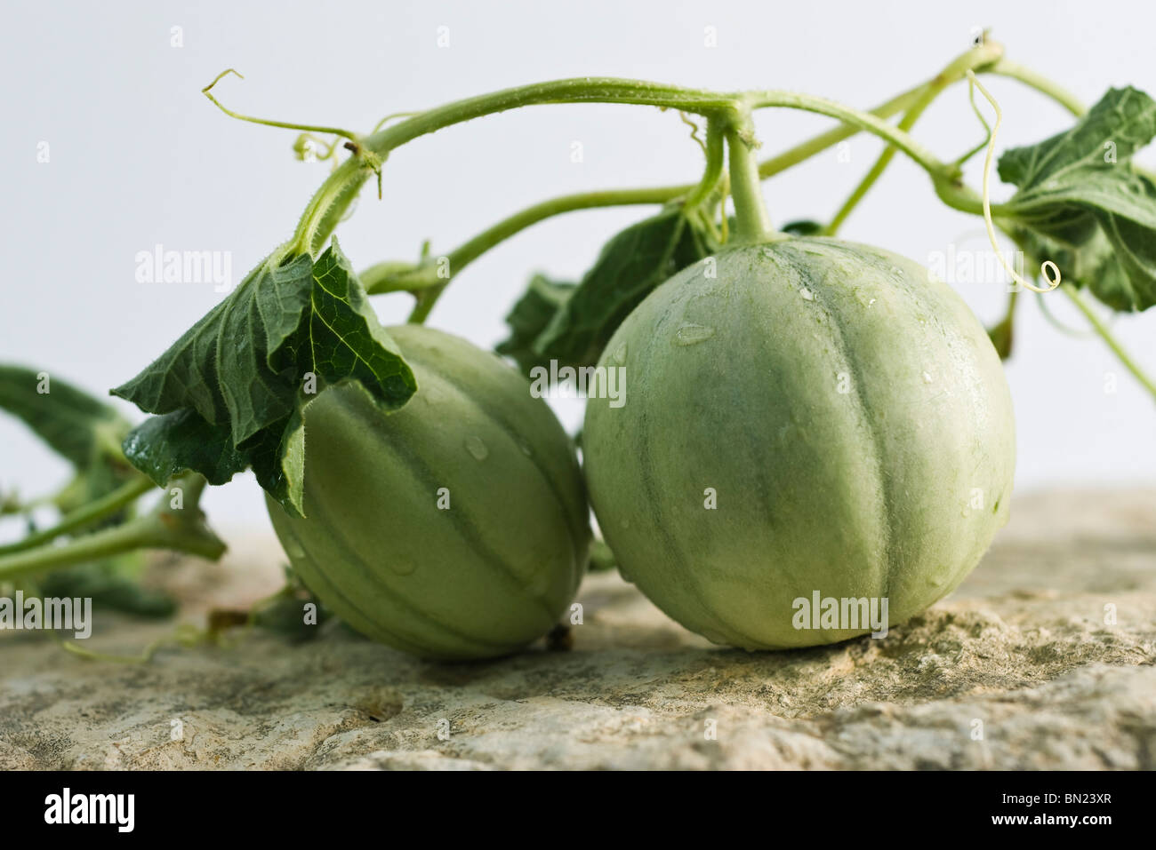 Melon ripening on ground hi-res stock photography and images - Alamy