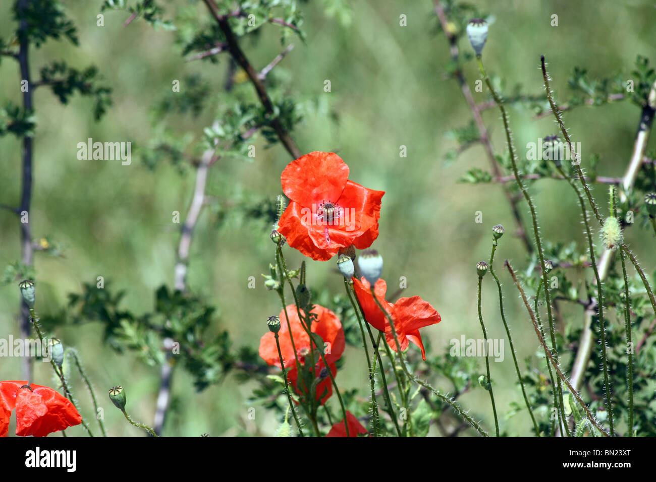 Dying poppy hi-res stock photography and images - Alamy