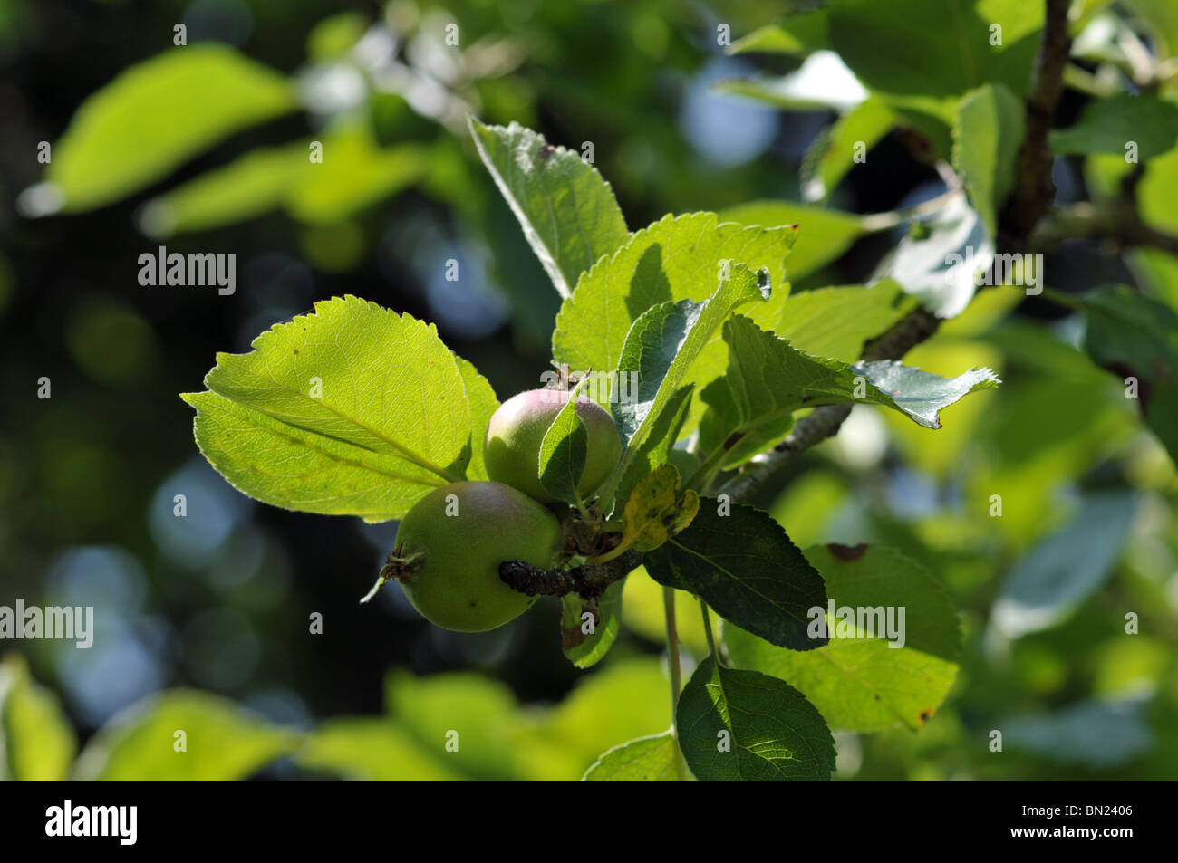 English apple tree garden hi-res stock photography and images - Alamy