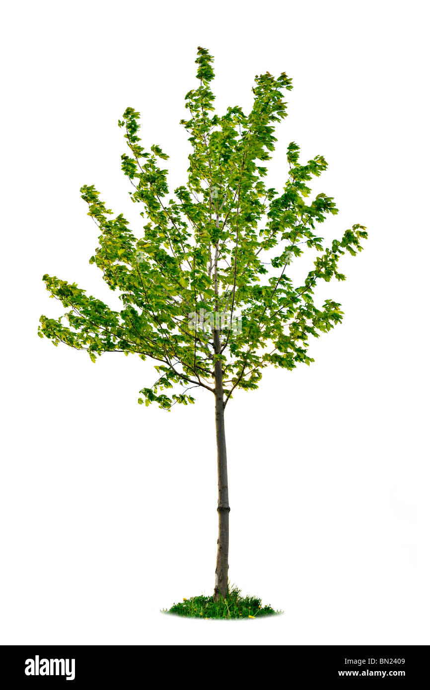 Single maple tree with green leaves isolated on white background Stock ...