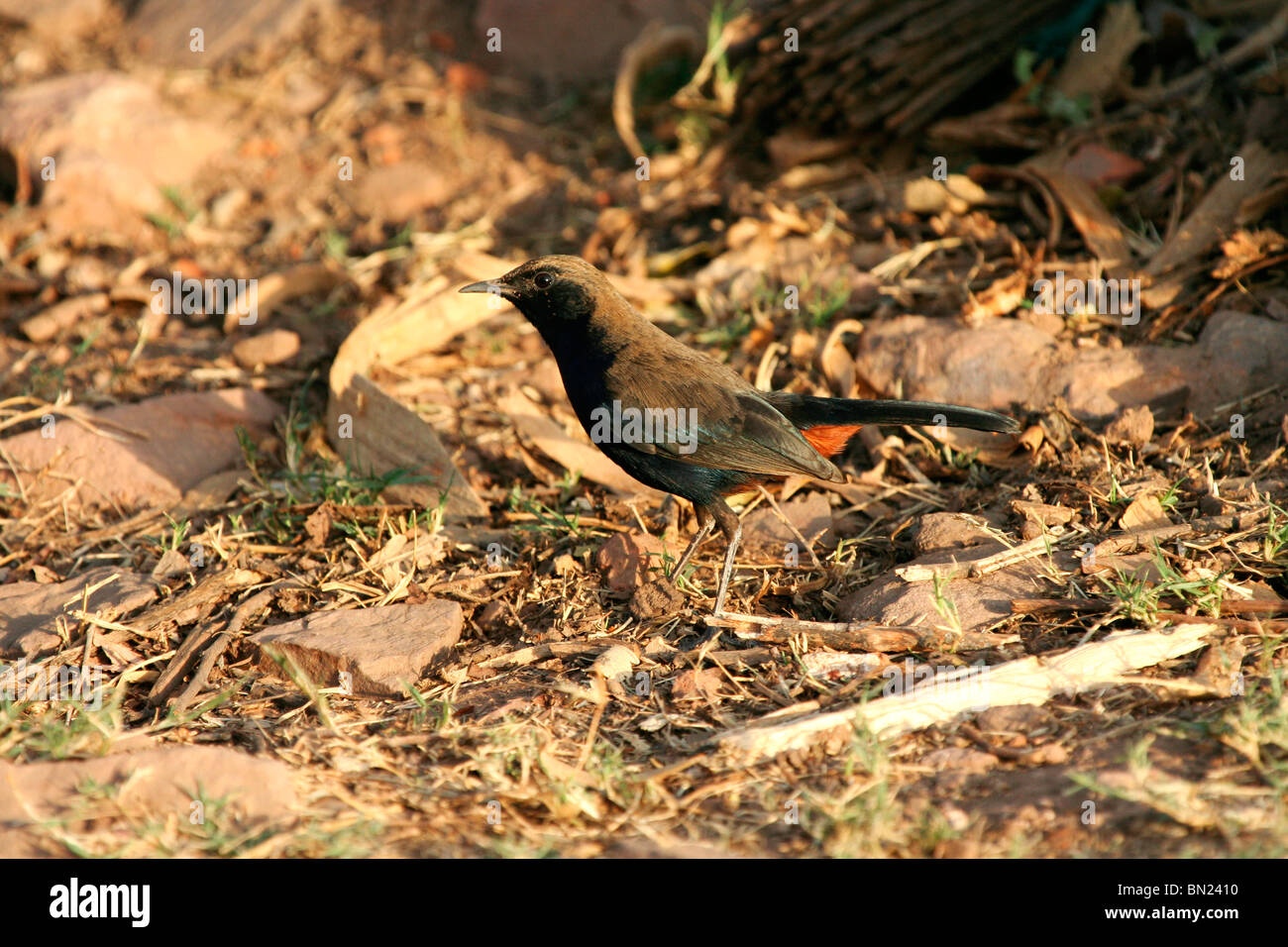 Indian robin bird High Resolution Stock Photography and Images - Alamy