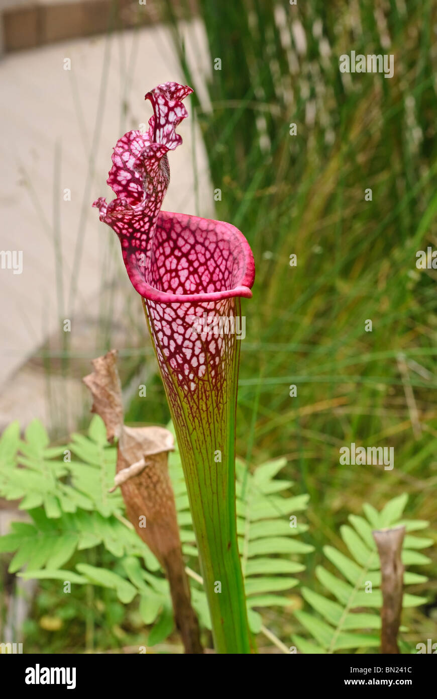 Sarracenia purpurea, the carnivorous Purple pitcher plant Stock Photo ...