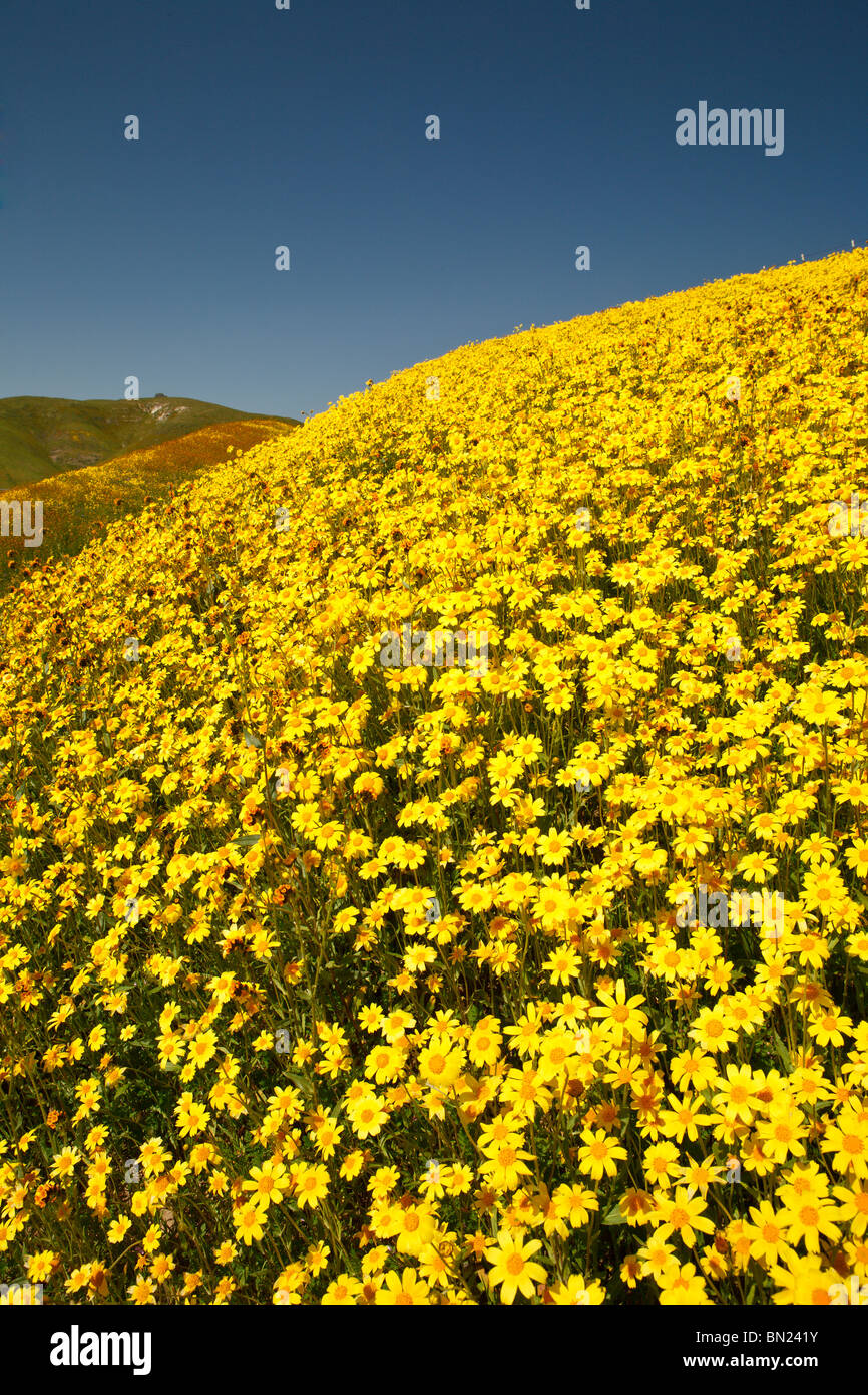 Golden aster wildflowers in spring along Highway 41 near Paso Robles ...