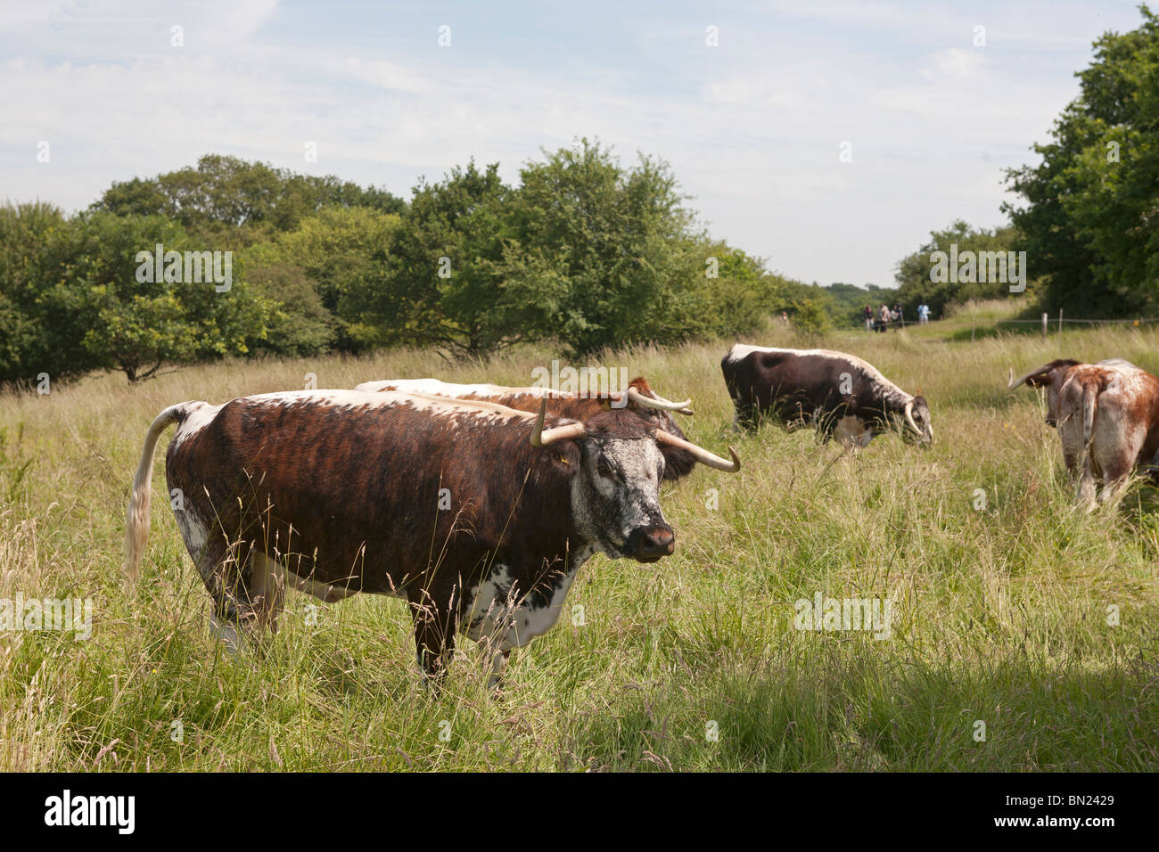 Longhorn Cattle grazing Chingford Plain Epping Forest Essex GB UK Stock ...