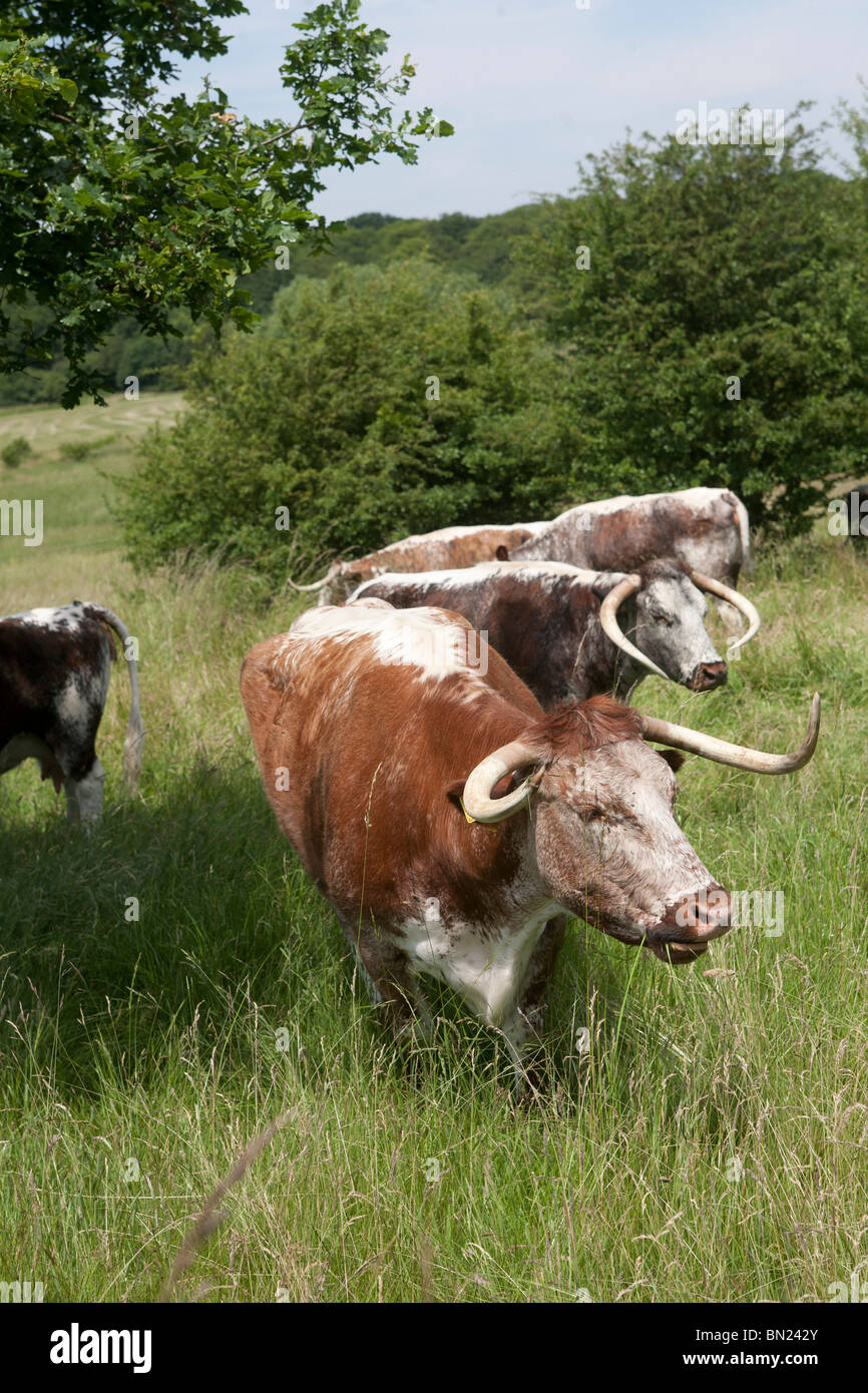 Longhorn Cattle grazing Chingford Plain Epping Forest Essex GB UK Stock ...