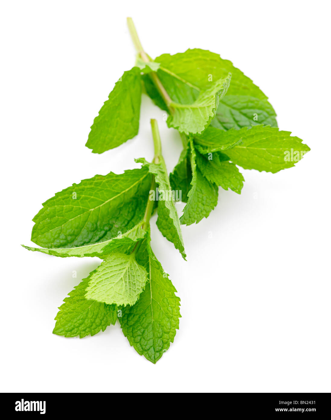 Fresh mint sprigs isolated on white background Stock Photo - Alamy