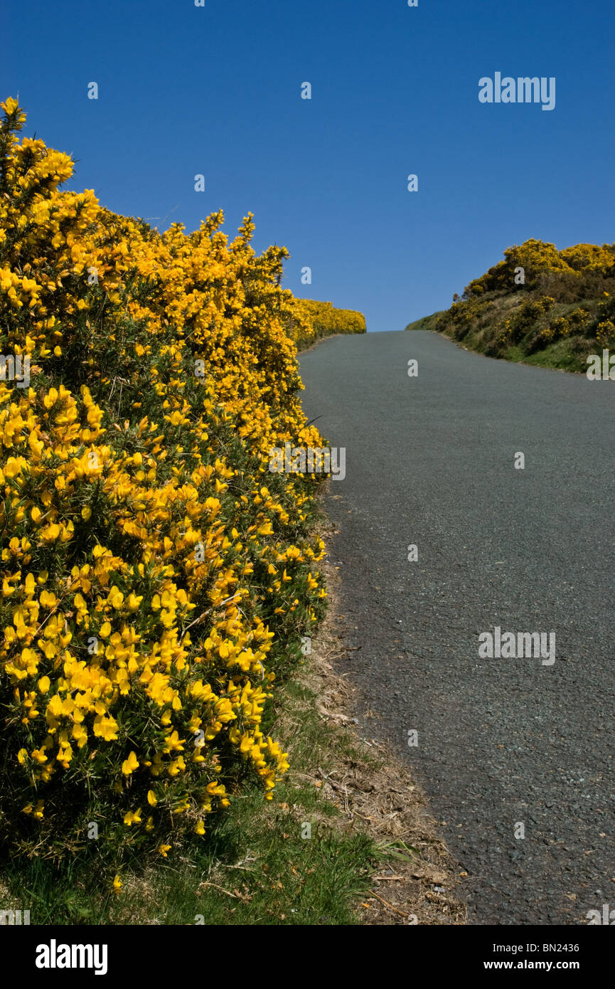 Gorse bushes hi-res stock photography and images - Alamy