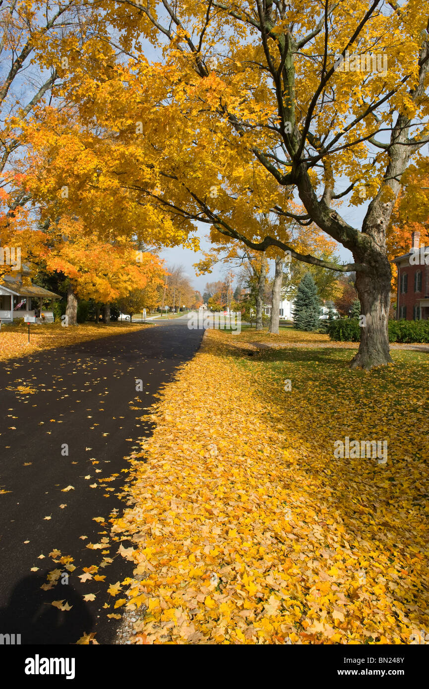 Fall Autumn colors line an old residential street in Lexington Michigan ...