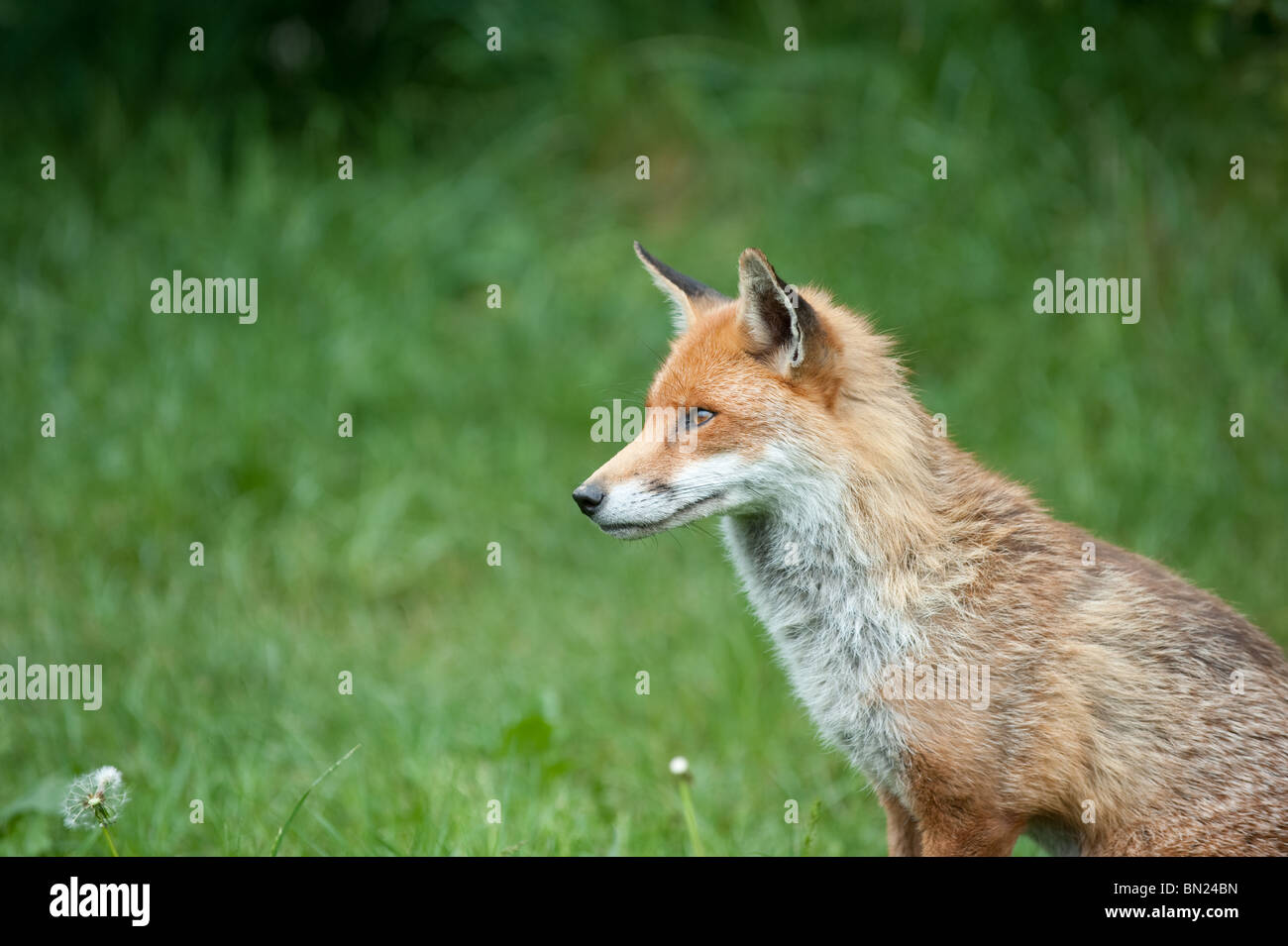 Red Fox at the British Wildlife Centre Stock Photo - Alamy