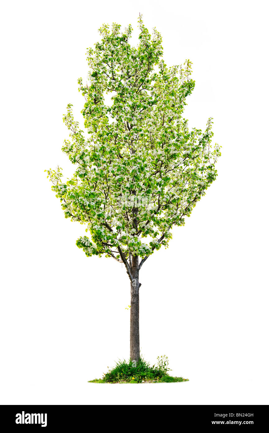 Single young flowering pear tree isolated on white background Stock ...