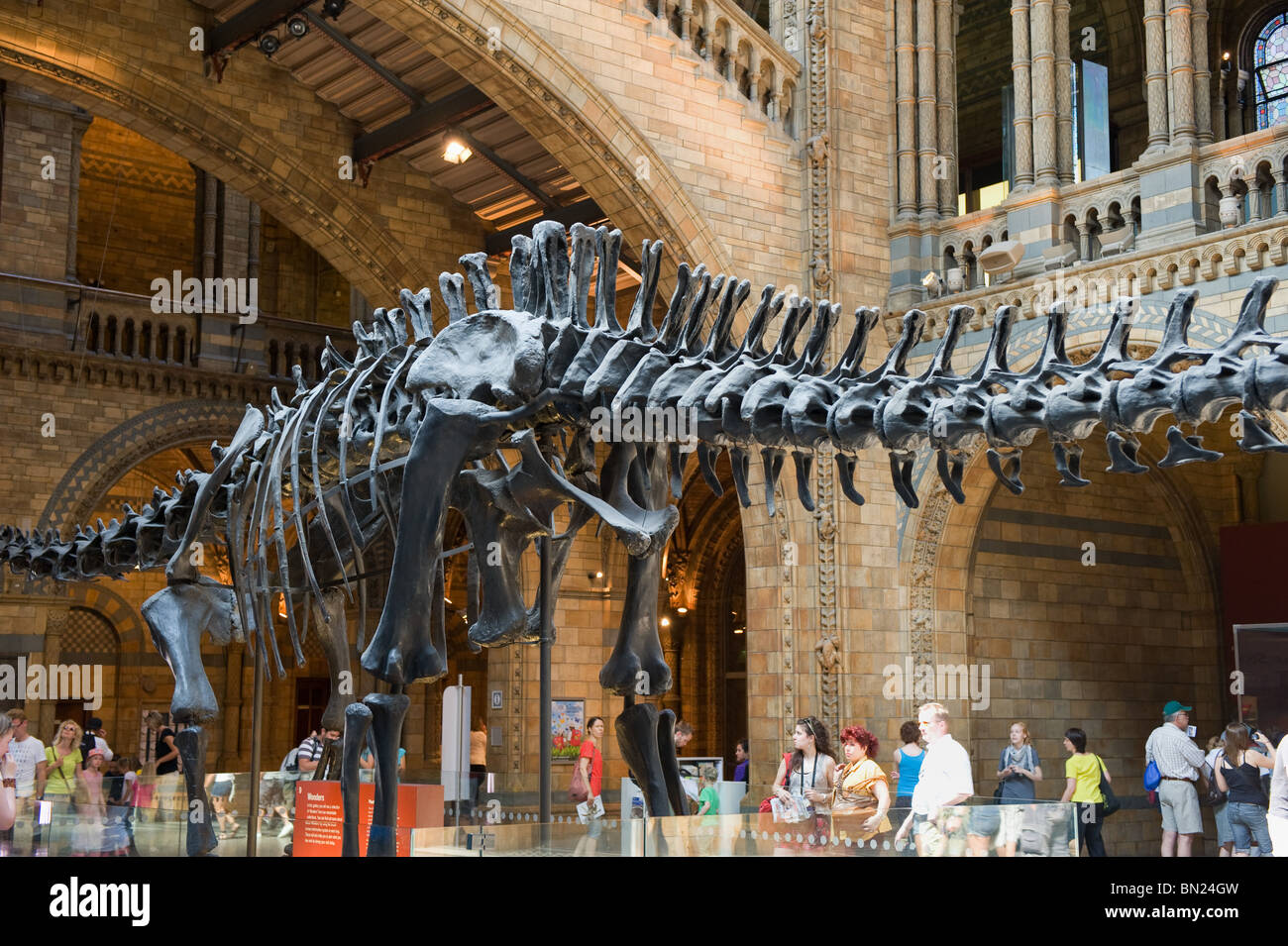 Diplodocus Skeleton Apatosaurus (A) And Diplodocus (B) Are Shown In