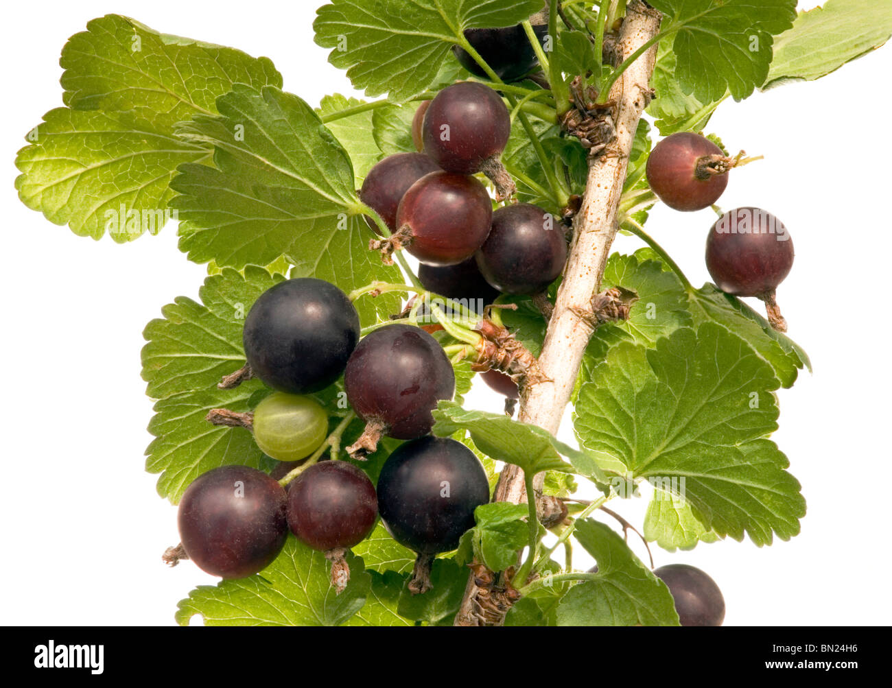 Black Velvet Gooseberry - New hybrid between Black Currant and ...