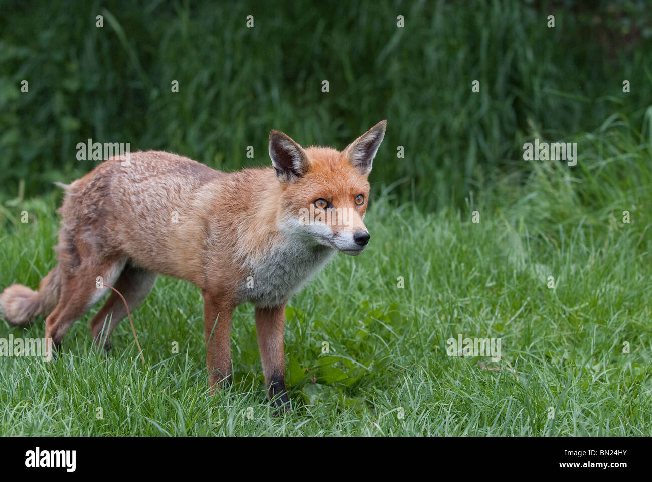 Red fox british wildlife centre hi-res stock photography and images - Alamy