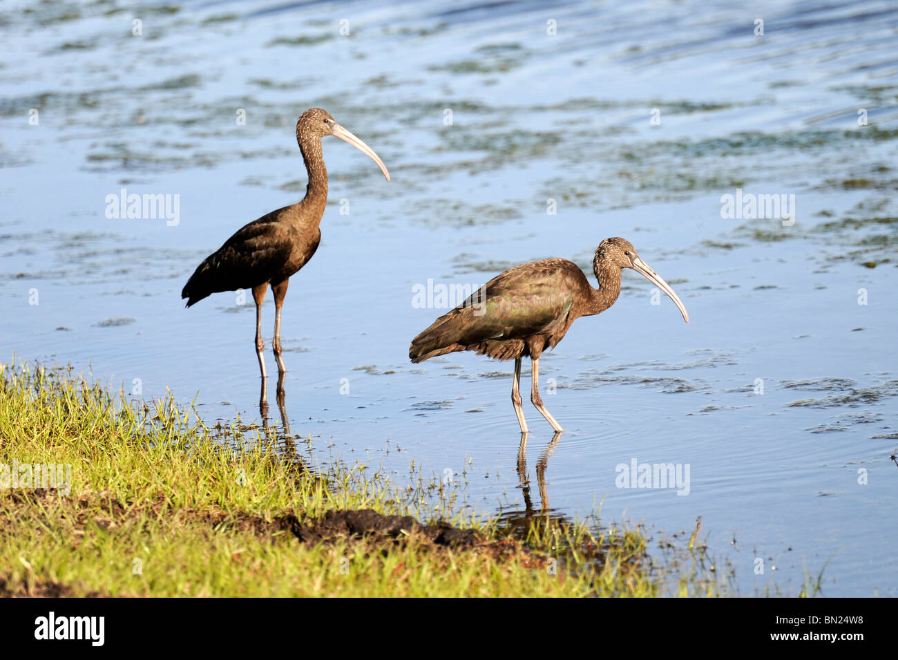 Flying white faced ibis hi-res stock photography and images - Alamy