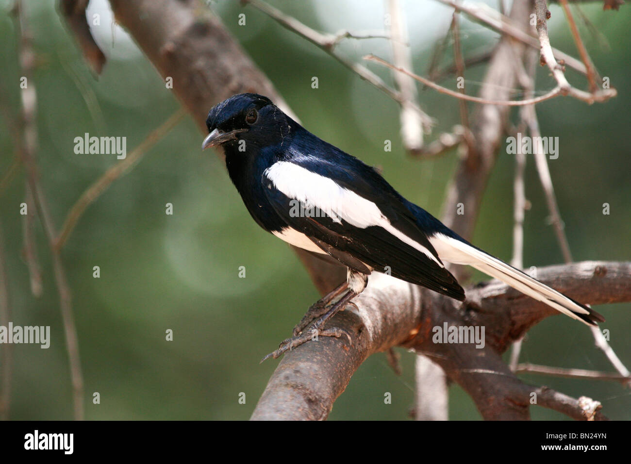 A male Oriental Magpie Robin in Bharatpur Bird Sanctuary (Keoladeo ...