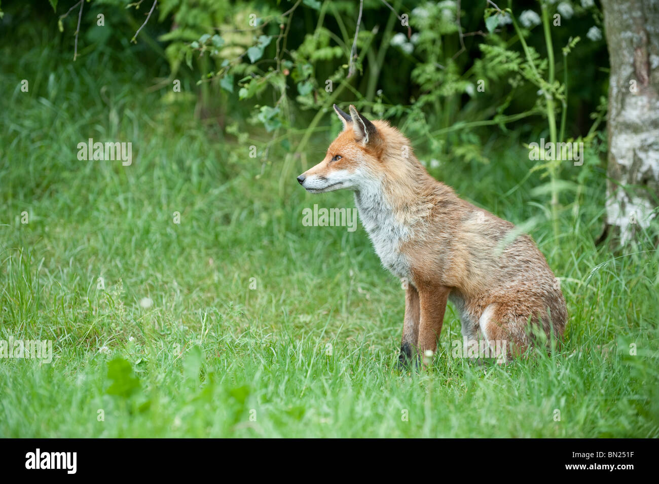 Red Fox at the British Wildlife Centre Stock Photo - Alamy