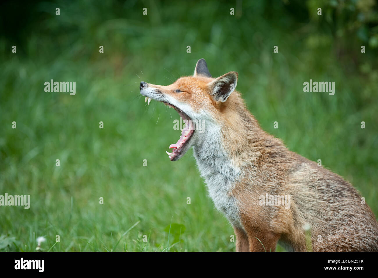 Red Fox at the British Wildlife Centre Stock Photo - Alamy