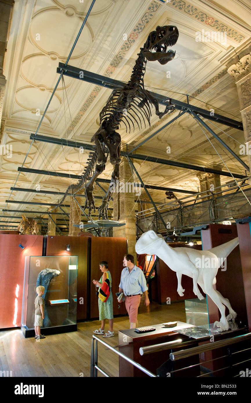 Dinosaur skeleton on display in the Natural History Museum in London ...