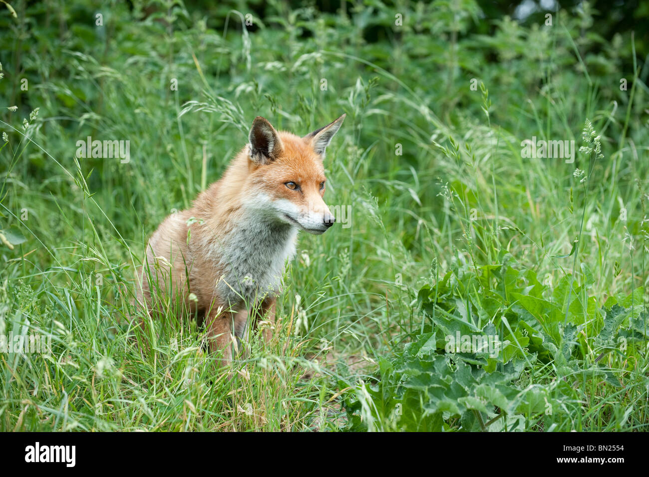 Red Fox at the British Wildlife Centre Stock Photo - Alamy
