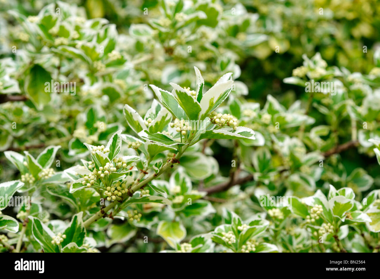 Euonymus flowers hi-res stock photography and images - Alamy