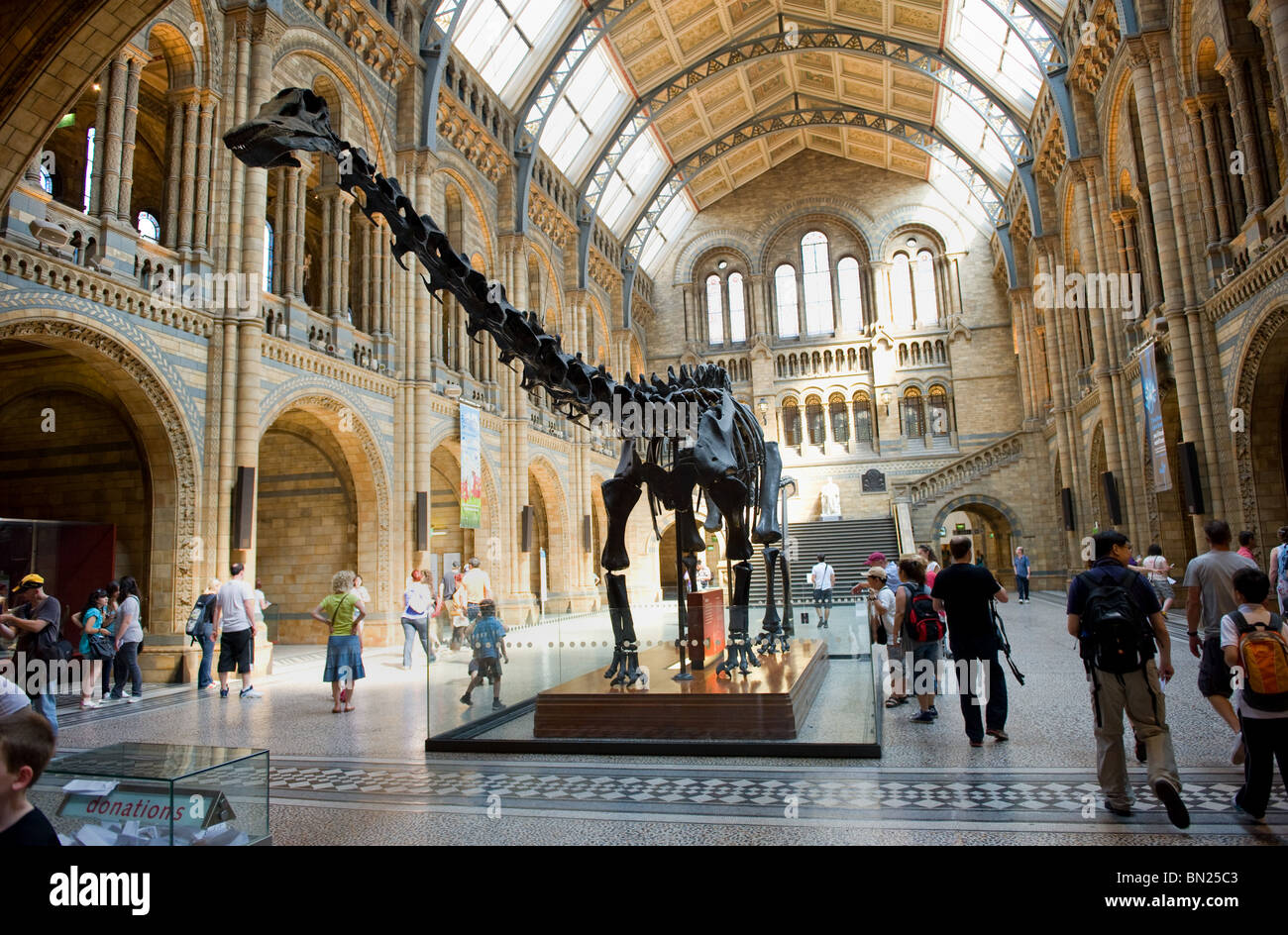 Diplodocus skeleton in the main central hall of the Natural History ...